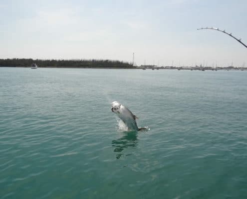 Key West Tarpon Fishing - Tarpon Fishing Charters in the Key West ...