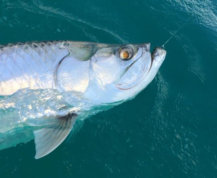 Key West Tarpon Fishing - Tarpon Fishing Charters in the Key West ...